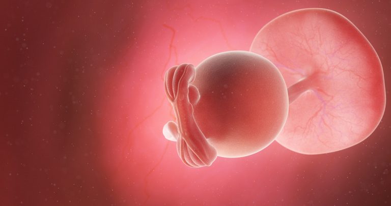 Terhesség hétről-hétre: a terhesség 5. hete