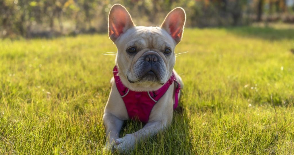 Már nem a labrador retriever a legnépszerűbb kutyafajta