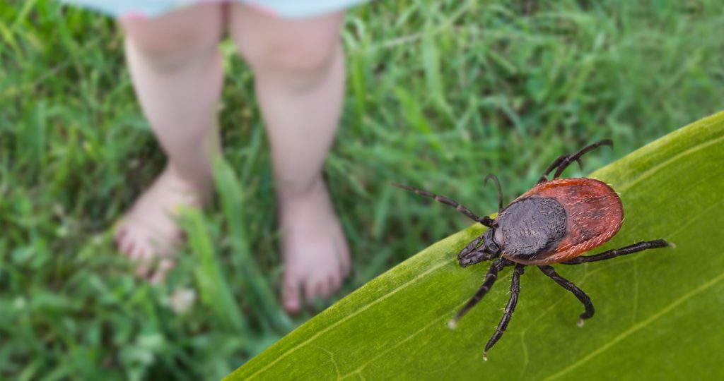 5 tévhit a kullancscsípésről