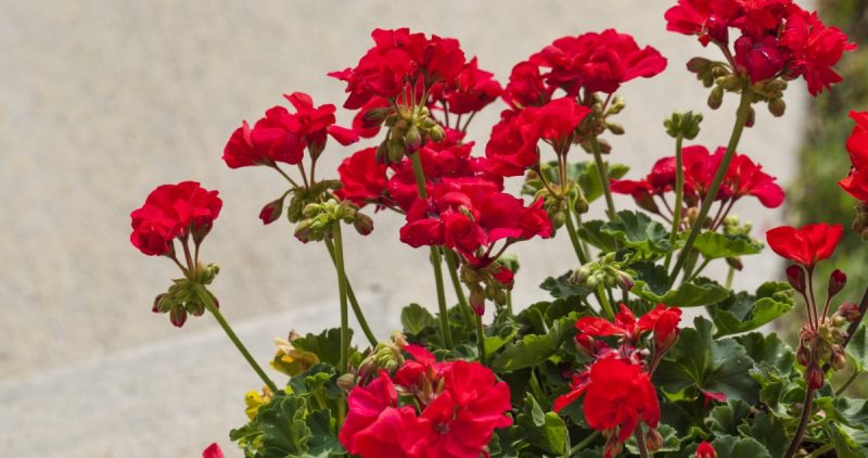 Így virágozhat még ősszel is a muskátli