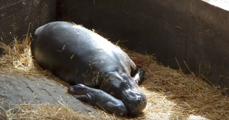 Törpe víziló született a Szegedi Vadasparkban