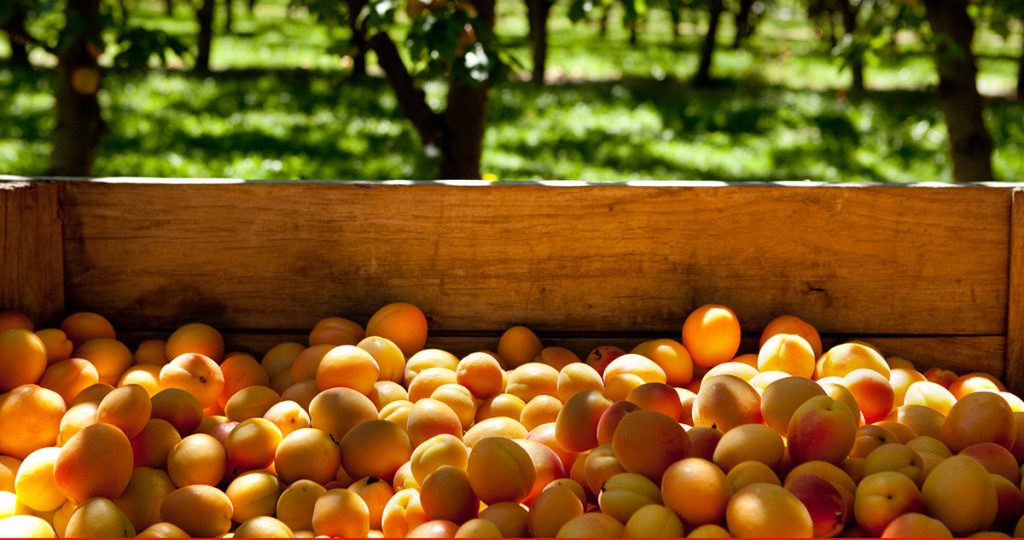 Örülhetünk, mert hosszú lesz a sárgabarack szezonja